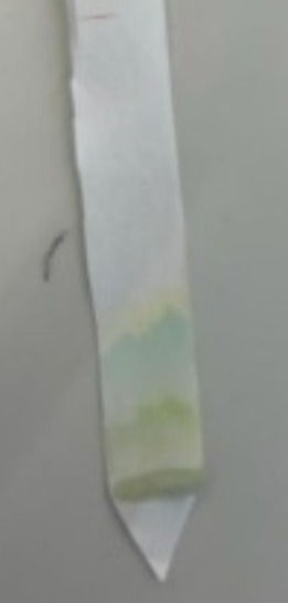 IBDP Biology Practical 4: Chromatography of Photosynthetic Pigments