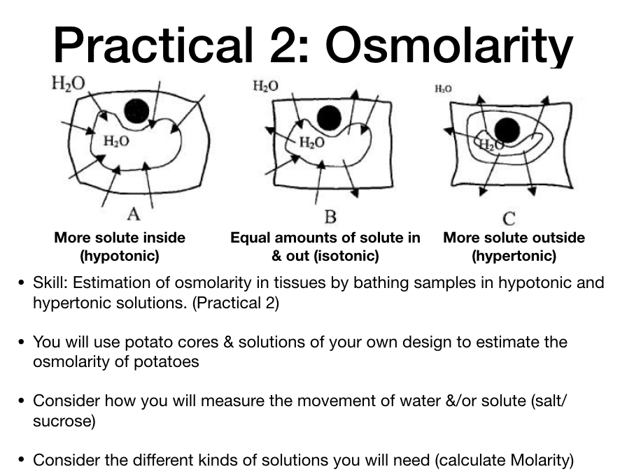 IB DP Biology: Practical 2 Osmolarity Lab Tips & Tricks