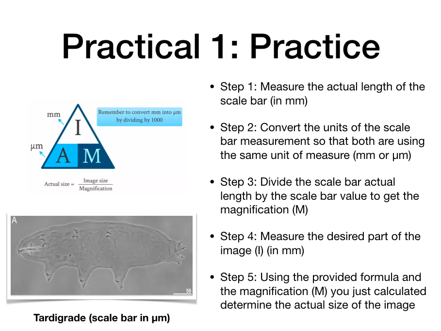 IBDP Biology: Practical 1 Microscopy Tips & Tricks