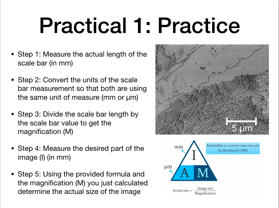 IBDP Biology: Practical 1 Microscopy Tips & Tricks