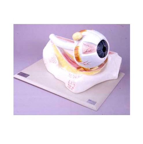 Corte del ojo | Didacticos Jorcar