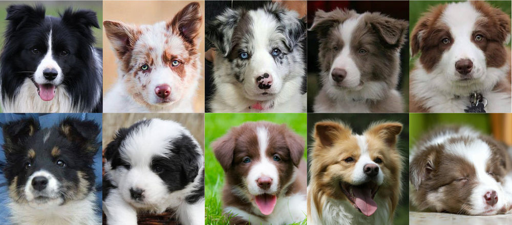Border Collie - Variações de cores e tamanho de pelo