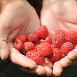 Our Farm Store at Cider Hill Farm | Amesbury, MA