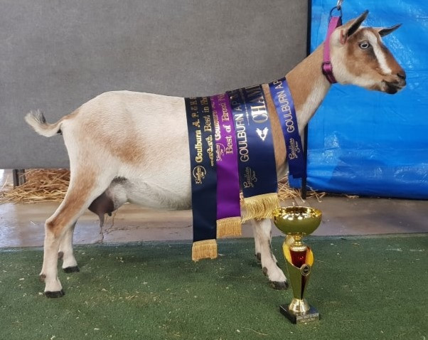 Miniature Goats | Australian Nigerian Dwarf Goats | Zodiac Mini Goats NSW