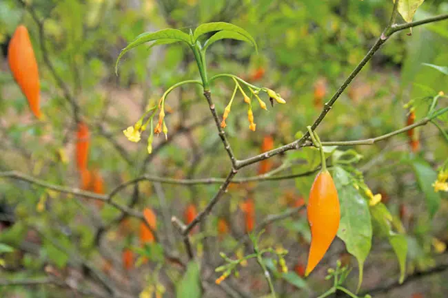 Microdosing Iboga and Voacanga