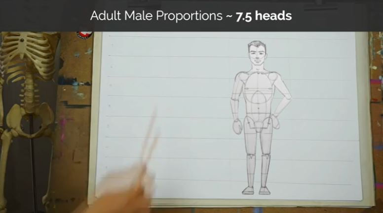 How to Draw Human Proportions: Young & Old