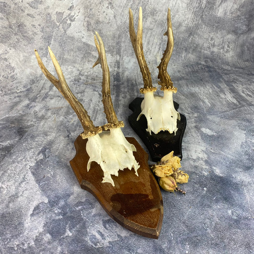 Vintage Roe Deer Shield - Half Skull | The crystal casket