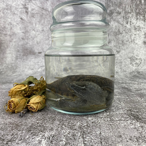 Wet Specimen Musk Turtle | The crystal casket