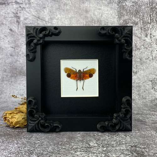 Orange Lantern Fly (Penthicodes pulchella) Frame | The crystal casket