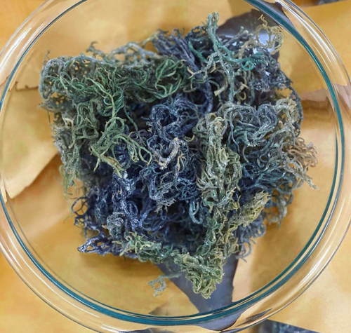 Dried Green Sea Moss | House of Seamoss