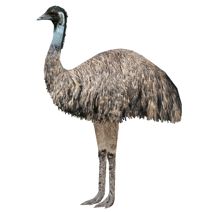 Brockswood Lesson: Emus