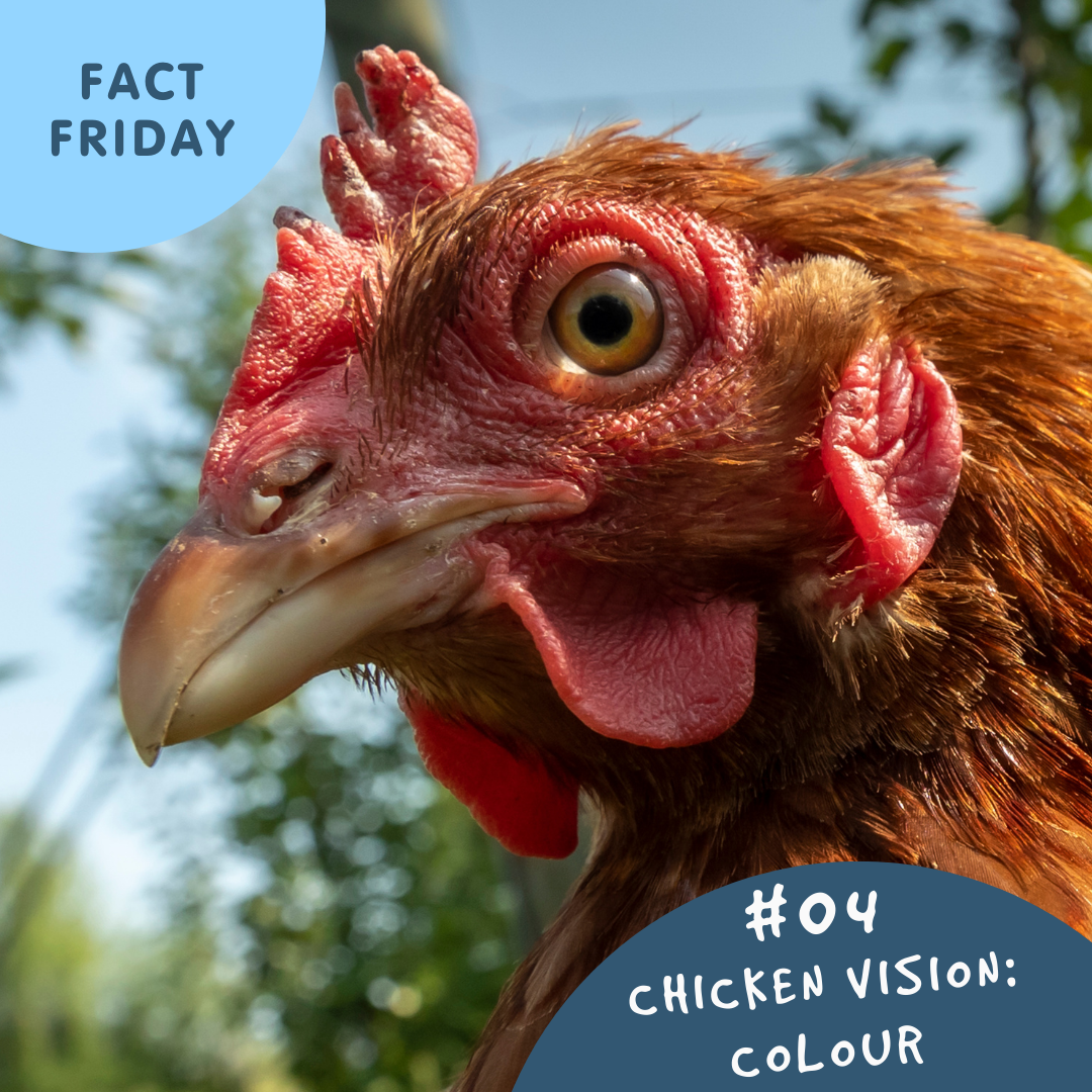 Fact Friday: Chicken Vision - Colour