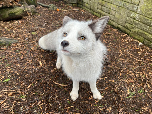 Sponsor Toby the Fox | Brockswood
