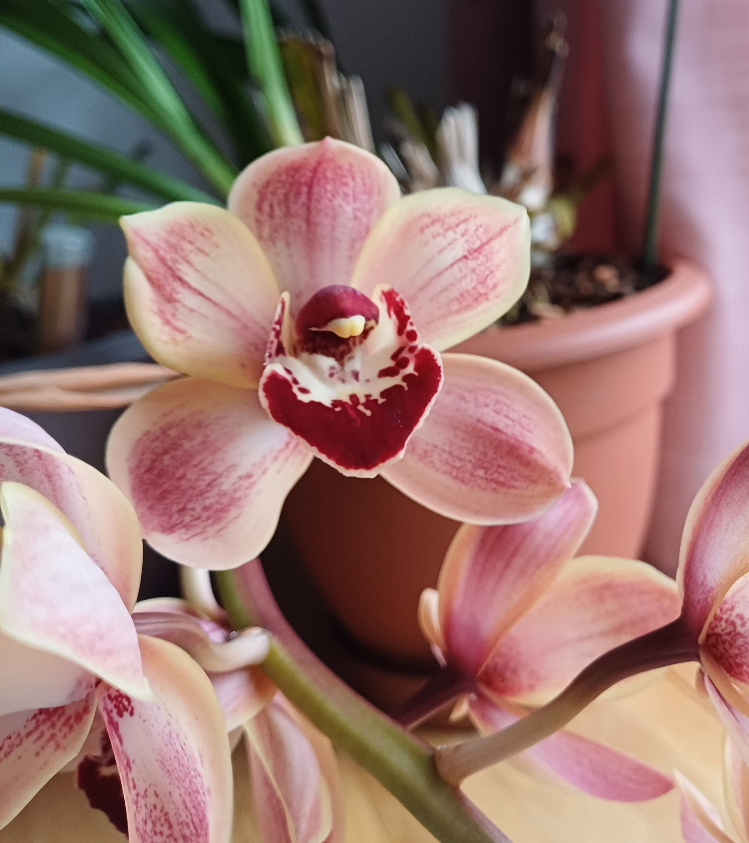 SOCIETY MERCHANDISE | Orchid Society of Great Britain