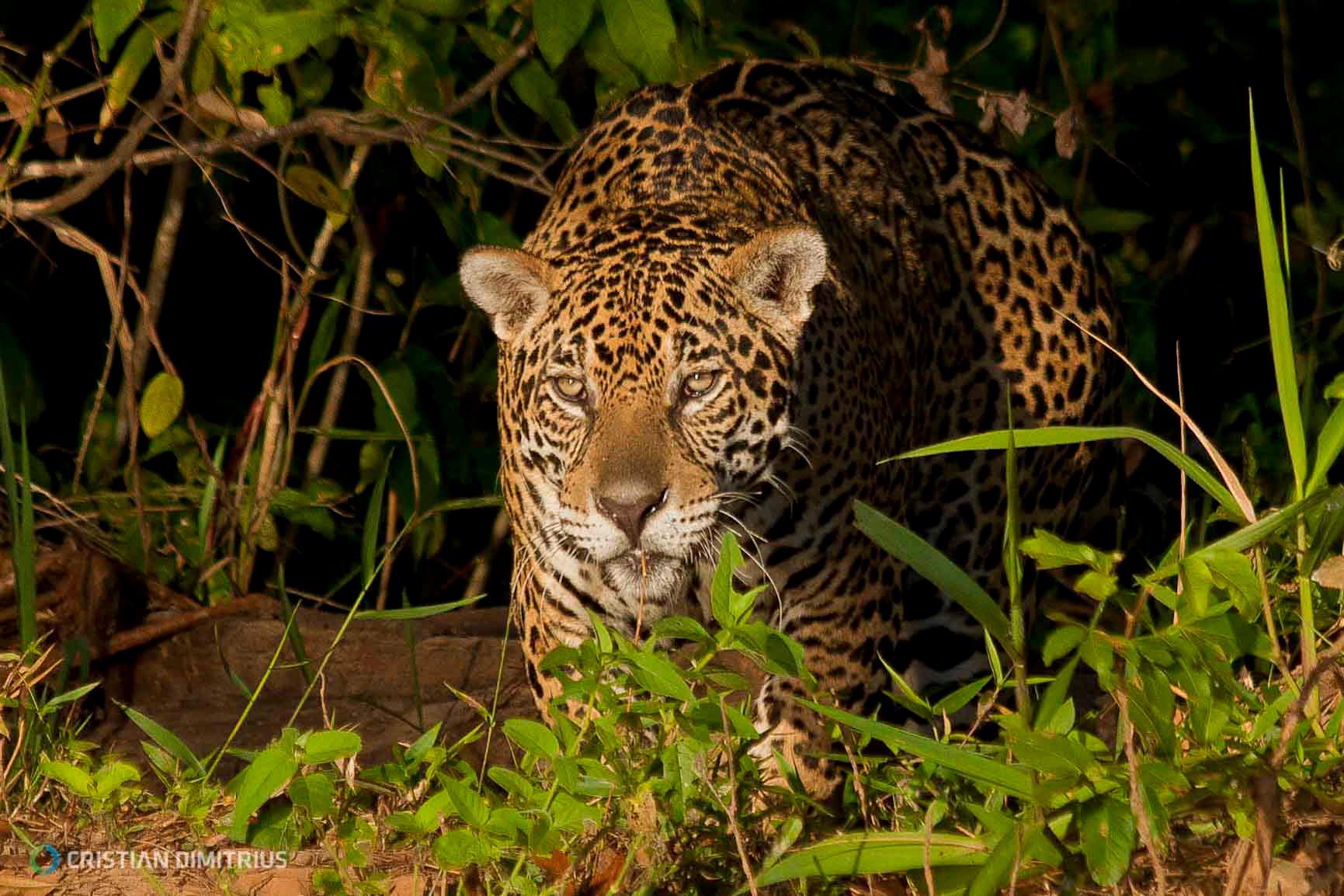 Birding Tour | Pantanal, Savanna & Amazon | Pantanal Jaguar Safaris