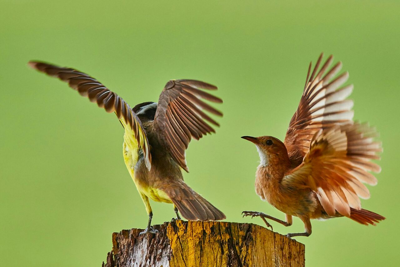 Birding Tour | Pantanal, Savanna & Amazon | Pantanal Jaguar Safaris