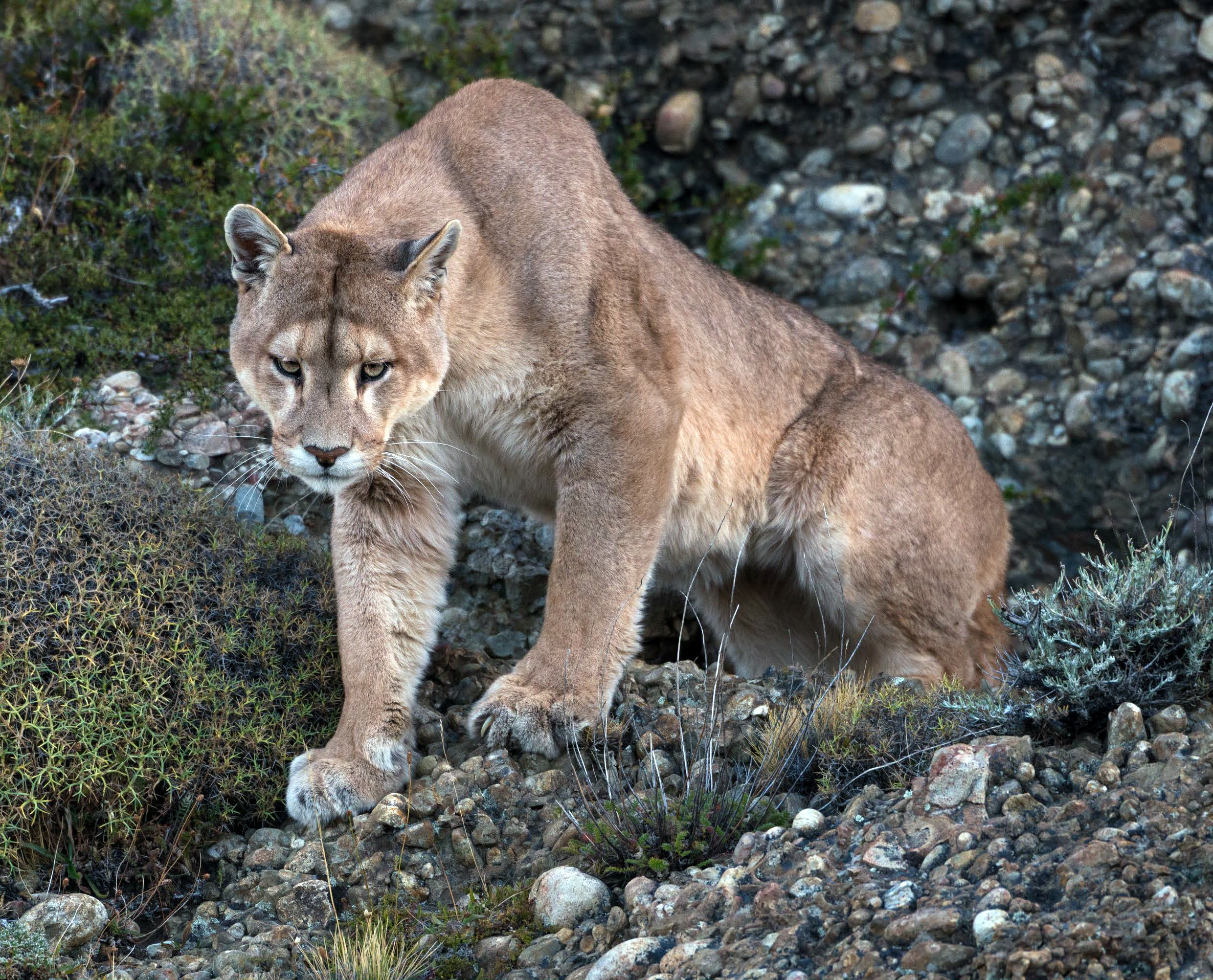 Pumas Photo Tour | Torres del Paine National Park, Chile