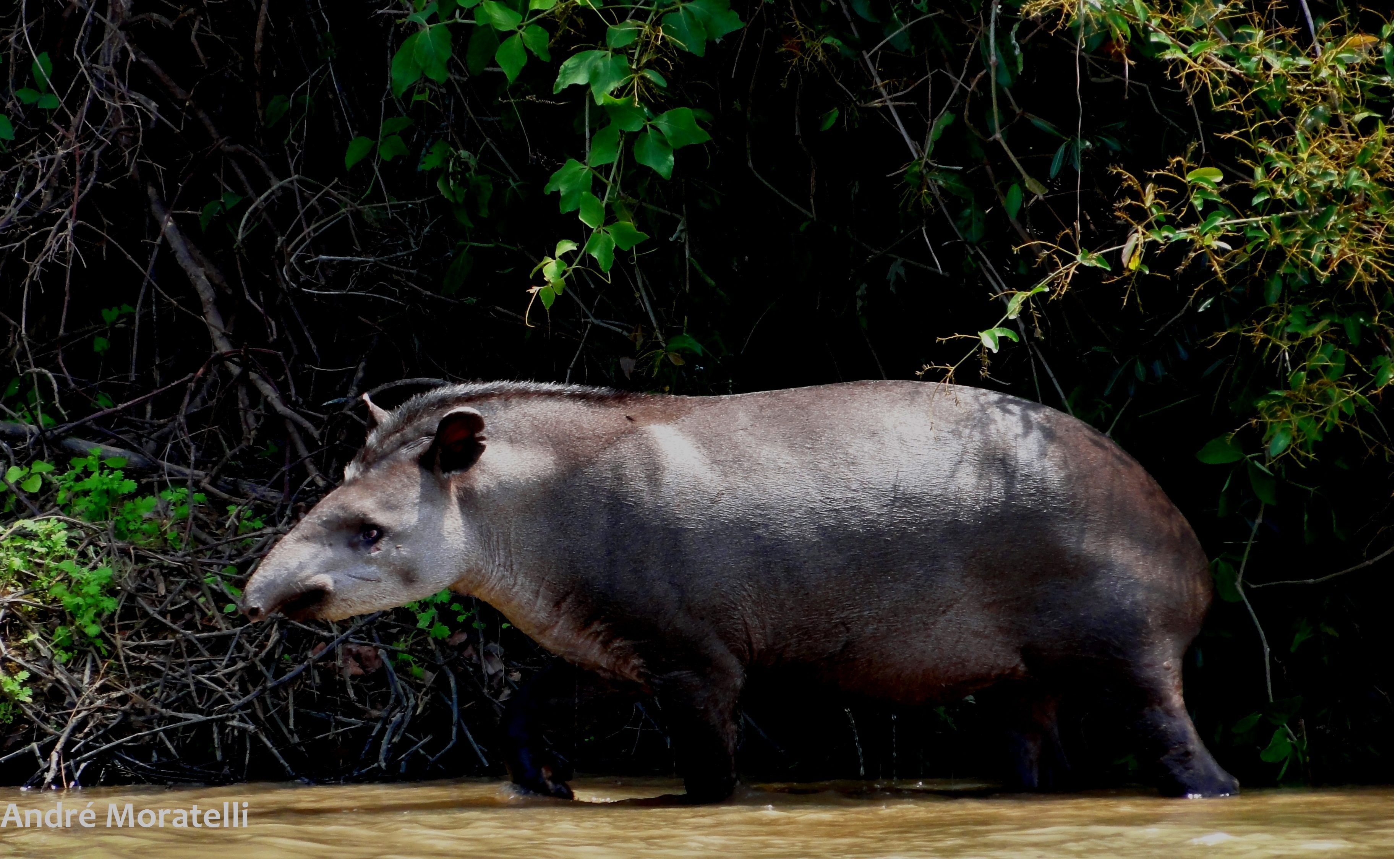 Pantanal Jaguar Safaris | Photograpy and Natural History Tours
