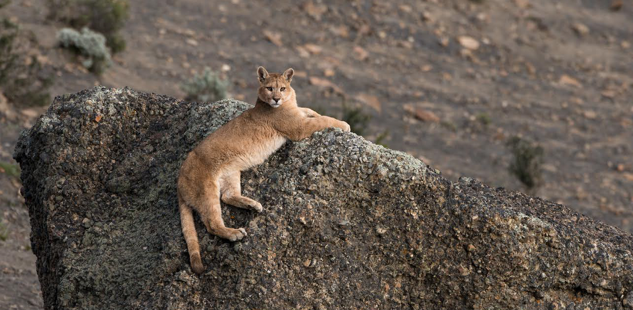 Pumas Photo Tour | Torres del Paine National Park, Chile