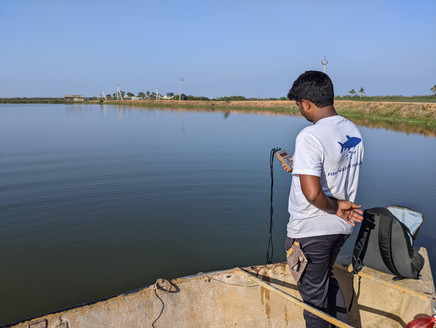 Ongoing Projects | Fish Welfare Initiative