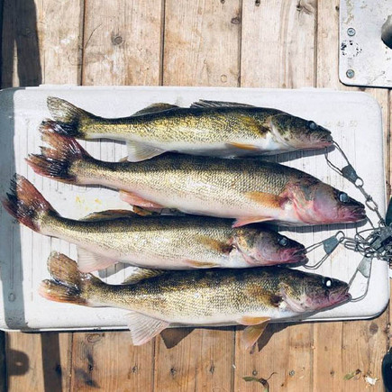 Walleye Baits and Scents | Liquid Willowcat