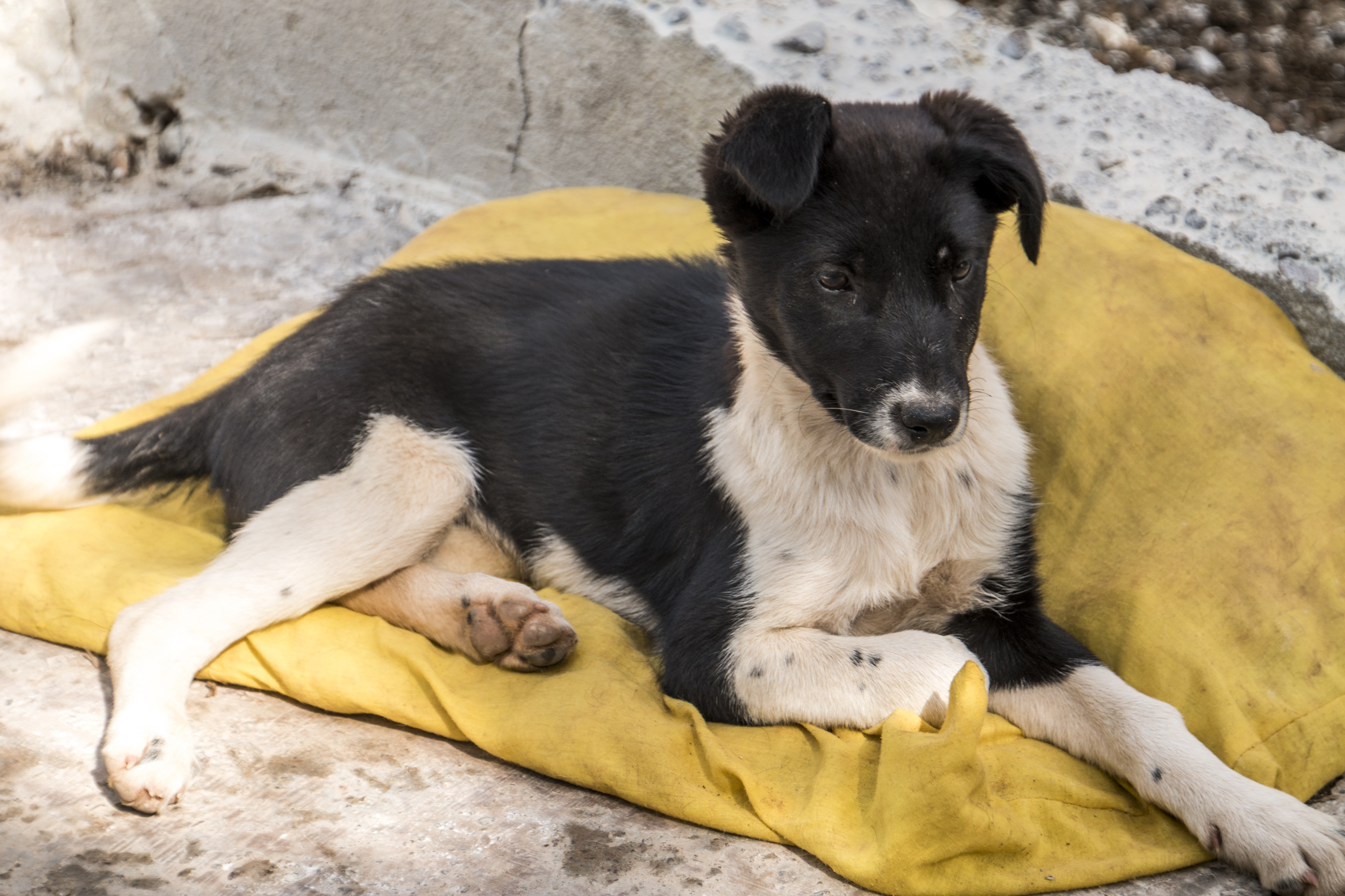 Dressage de chiots et chiens à Marrakech｜Qui choisir