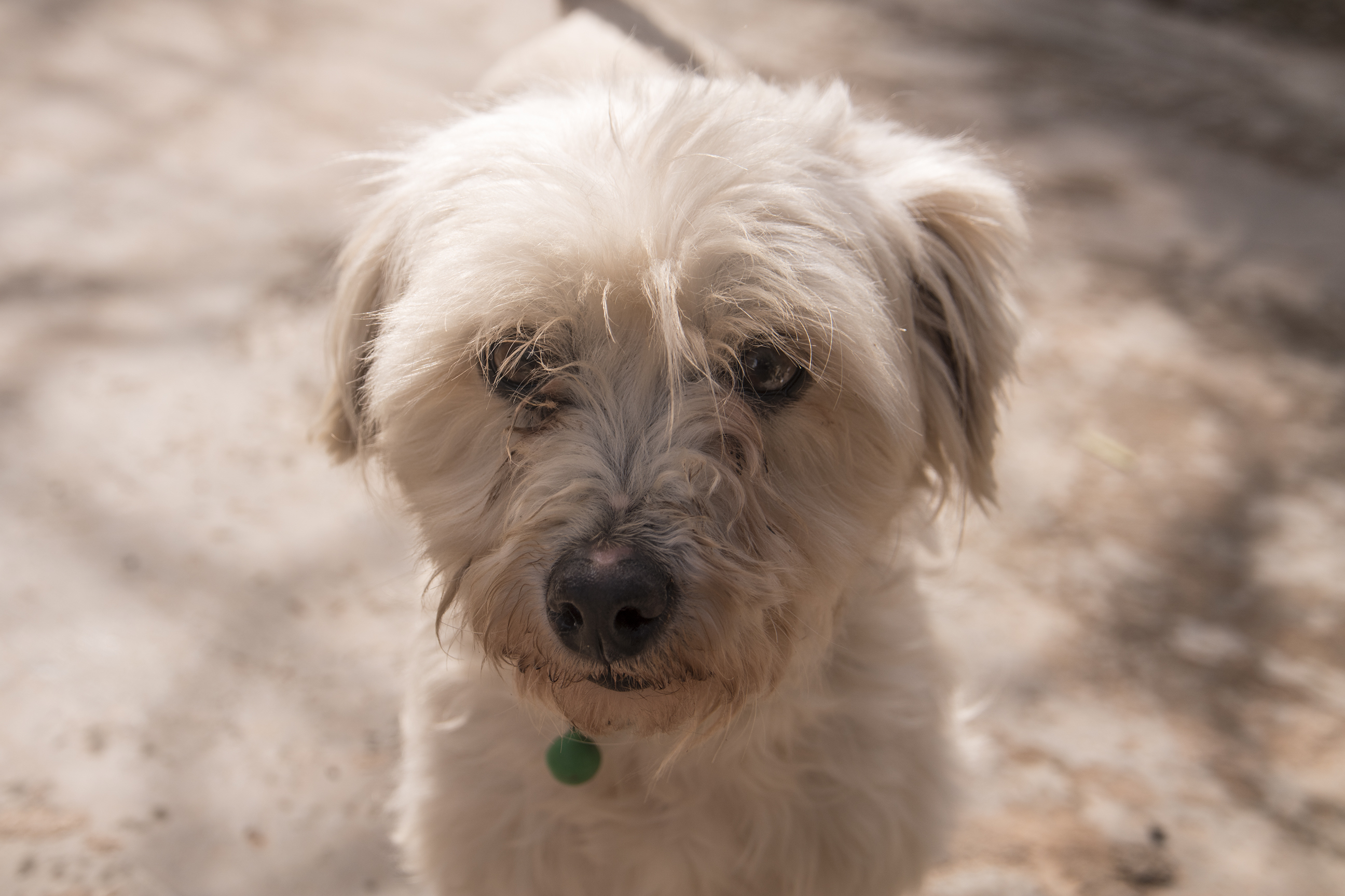 Adoption De Chiens | Pension Dog Universe Marrakech | Maroc