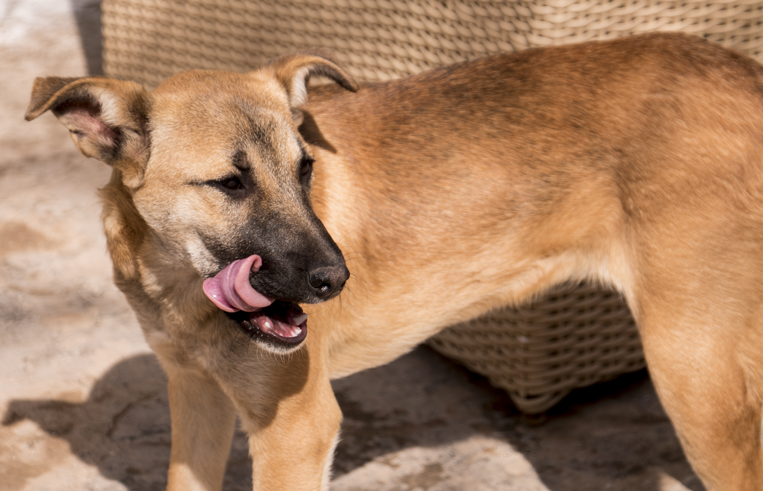 Adoption De Chiens | Pension Dog Universe Marrakech | Maroc