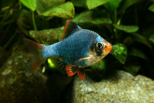 barbo sumatrano verde | aquariumonline