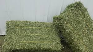 Donate 1 Bale of Bermuda Hay for Sheep & Horses | TheHappyHeartHaven