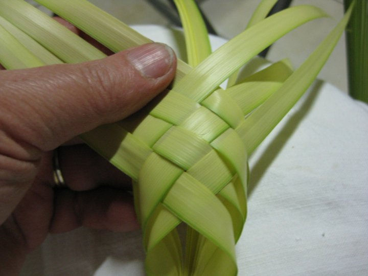 PALME INTRECCIATE
