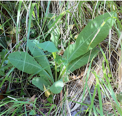 LA LATTUGA VELENOSA 🔴