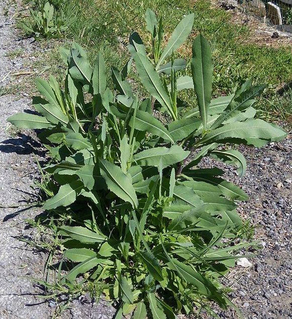 LA LATTUGA VELENOSA 🔴