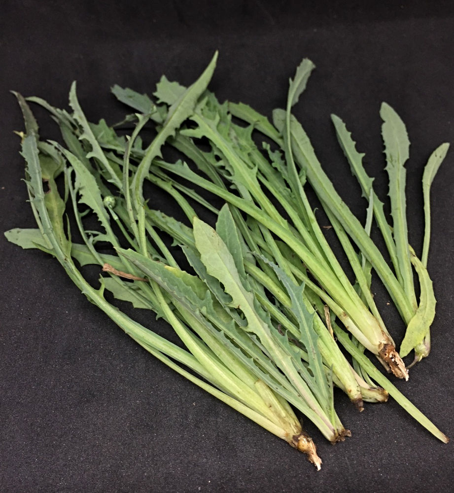 LA TALEGUA Reichardia picroides 🌱🌱