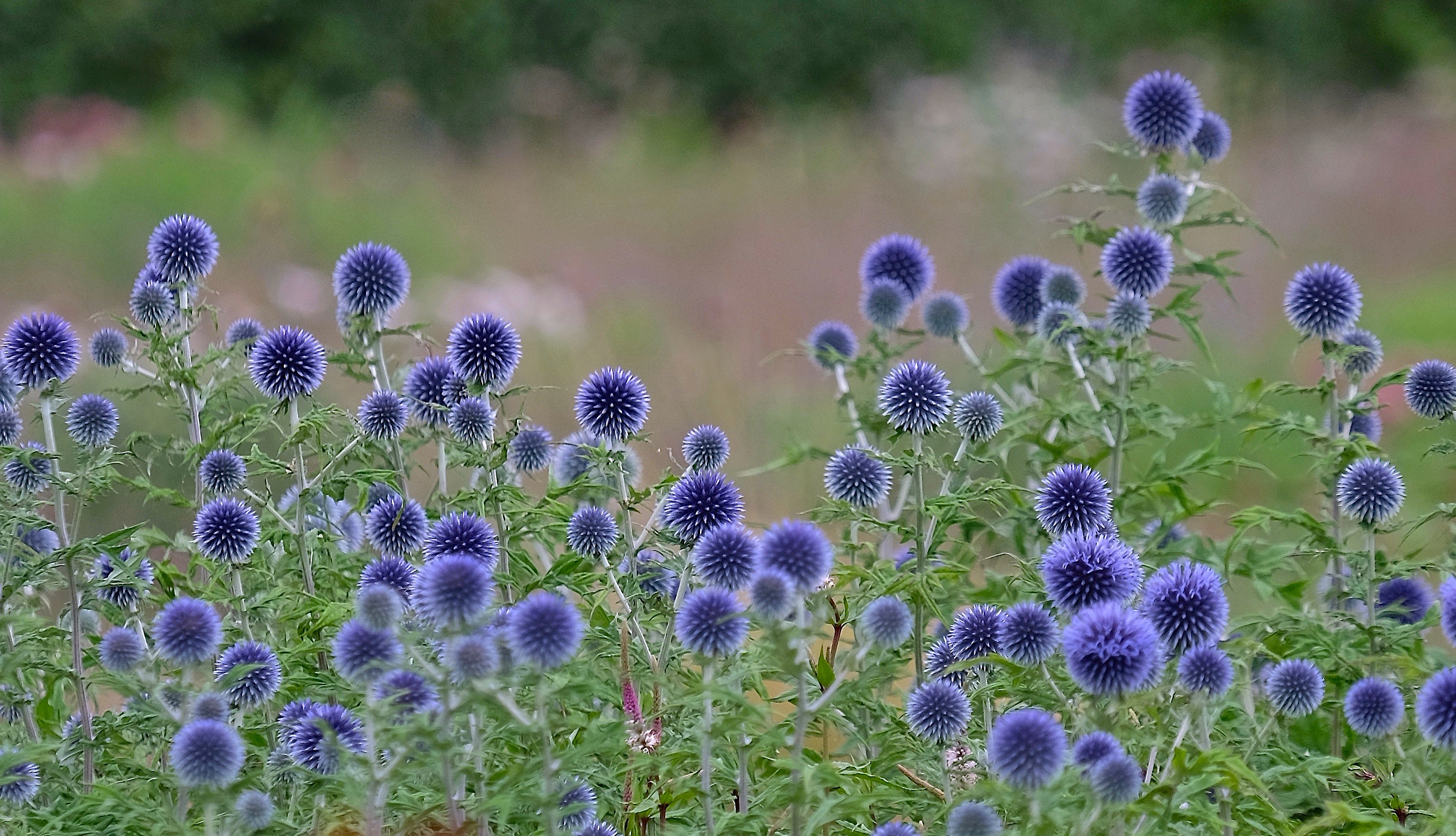 Home | PaperWhite Garden Design