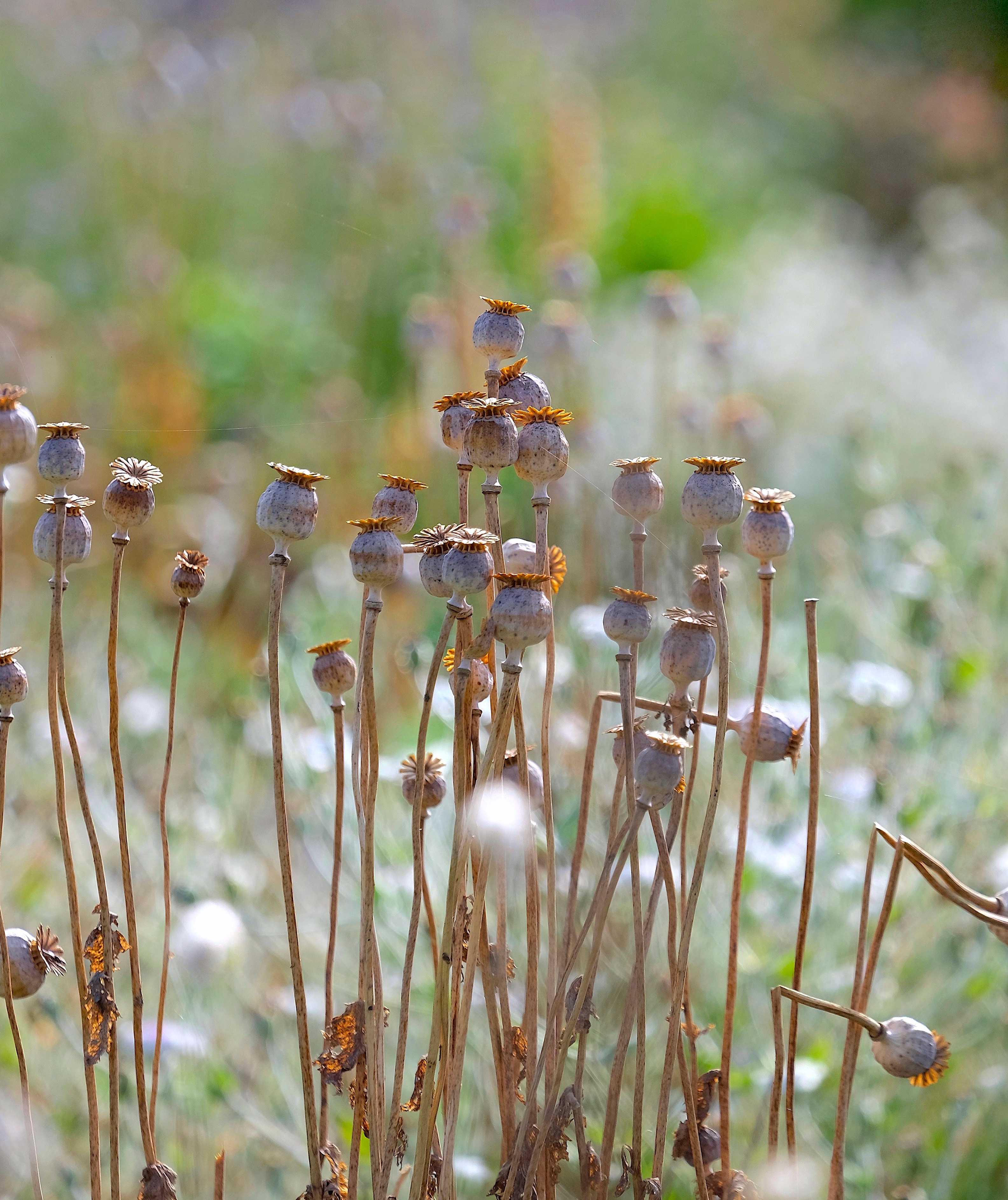 Home | PaperWhite Garden Design