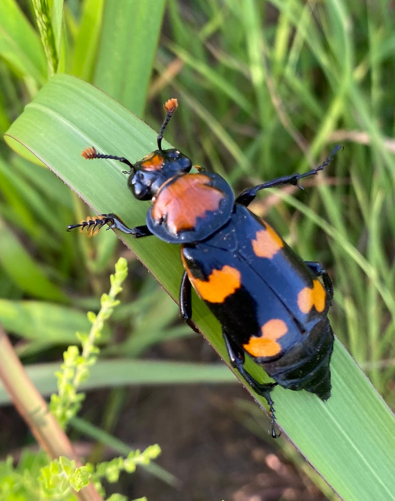 Unburying the secrets of the American burying beetle