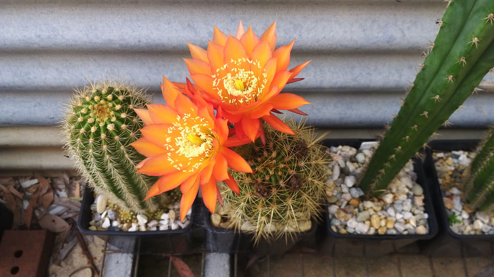 Mr Prickles Seedlings flowering in Victoria | MrPrickles Australia