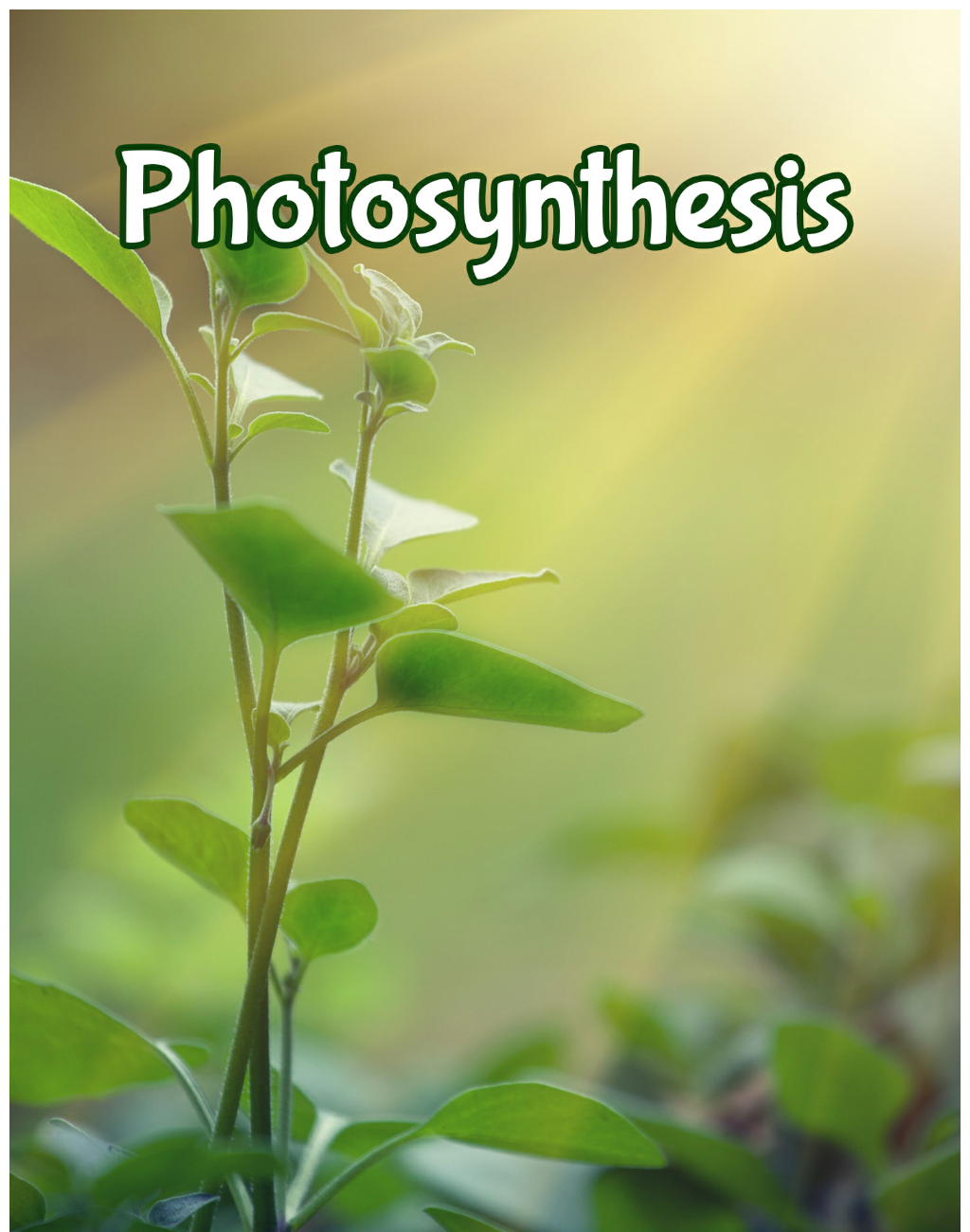 Photosynthesis