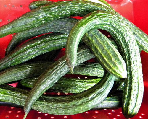 Shuyu Dragon Cucumber | Rainshine FamilyFarm
