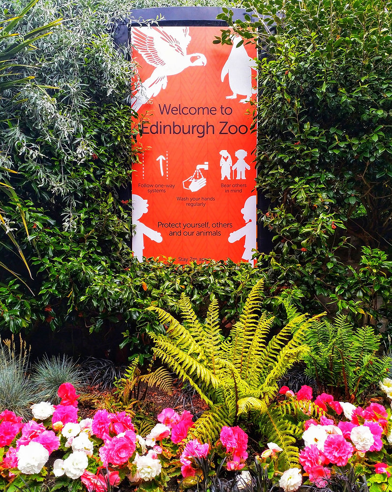Return to Edinburgh Zoo!