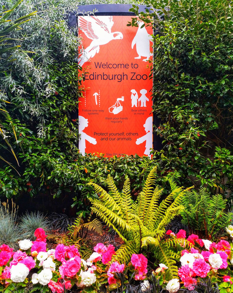 Return to Edinburgh Zoo!