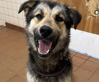 Available Dogs | Northern Animals Res