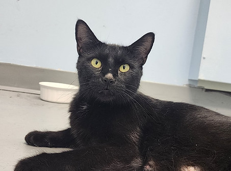 Available Cats | Northern Animals Res