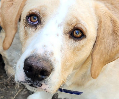 Available Dogs | Northern Animals Res