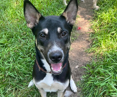 Available Dogs | Northern Animals Res