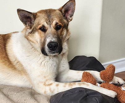 Available Dogs | Northern Animals Res