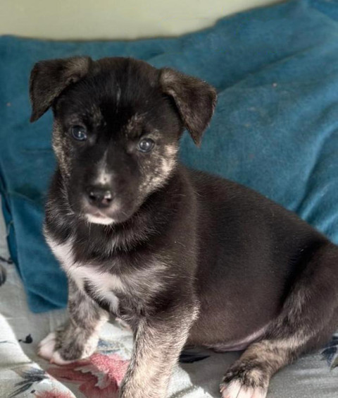 Available Dogs | Northern Animals Res