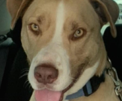 Available Dogs | Northern Animals Res