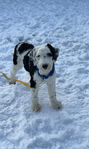 Available Dogs | Northern Animals Res